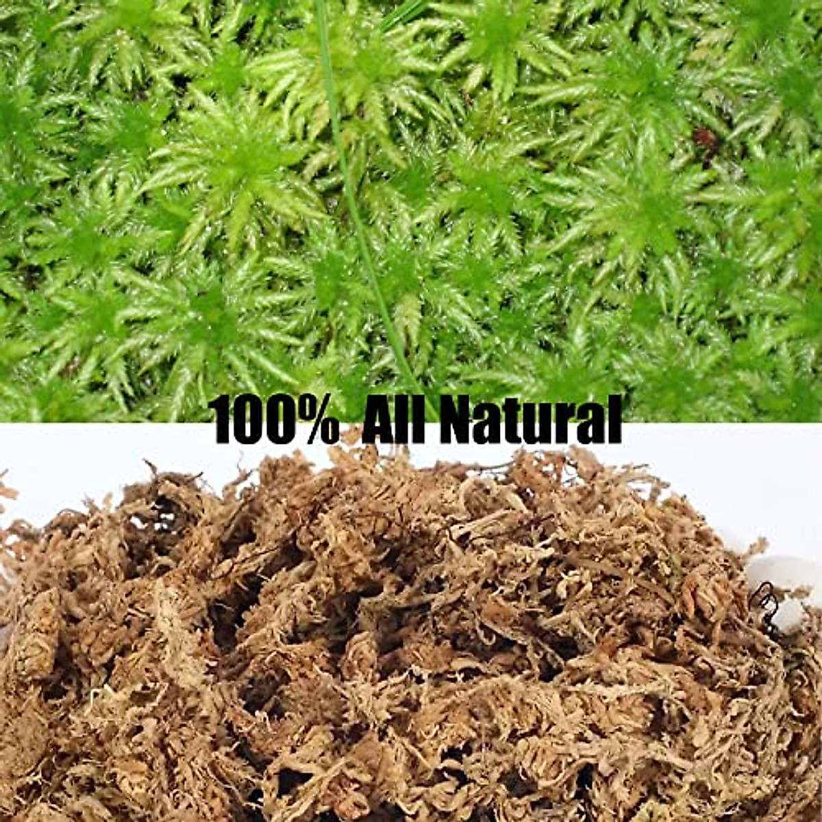 Sphagnum Moss Potting Mix Soil for Carnivorous Plants, Potting Orchid, Sarracenia, Pitcher Plants, and More, All Natural (1 Qt)