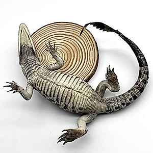 Taxidermy (11 inch) Authentic Wildlife Real Animal Reptile Skull, Animal Bones Real for Craft, Skull Decoration for Home, Specimen Collectibles Study, Special Gifts