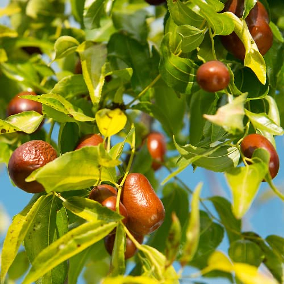 Lang Jujube Tree for Planting Garden, 3 to 4 Ft Tall Fruit Tree
