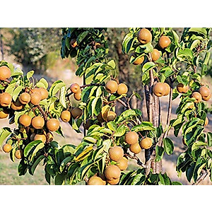 10 Asian Pear Seeds - Fast Growing Edible Fruit Tree