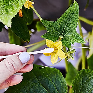 Q-tips Cotton Swabs Organic Swab Ultimate Home and Beauty Tool Made from Organic Cotton, Paper 400 Count(Pack of 4)