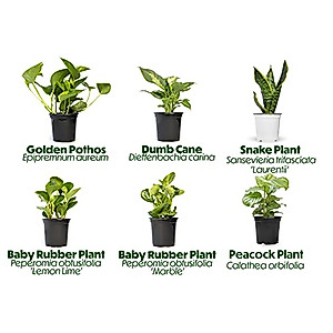 Essential Houseplant Collection (4PK) Live Plants Indoor Plants Live Houseplants in Plant Pots, Easy House Plants Indoors Live, Snake Plant, Pothos in Potting Soil, Clean Air Plants by Plants for Pets