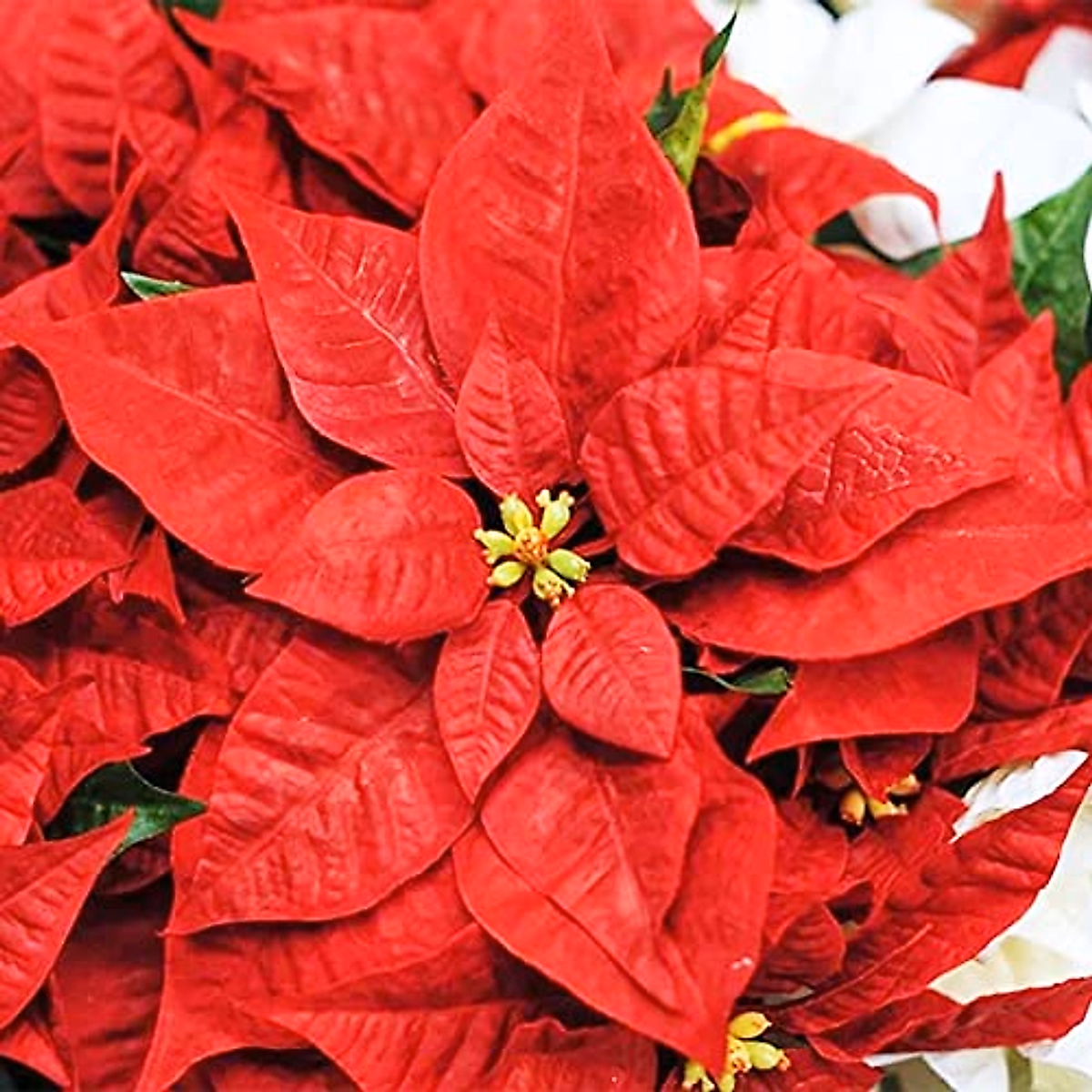 QAUZUY GARDEN 100 Poinsettia Seeds, Mexican Flameleaf, Christmas Star Flower, Easter Flower, Painted Leaf, Striking Perennial Flowering Shrub Bush Tree Plant, Low-Maintenance