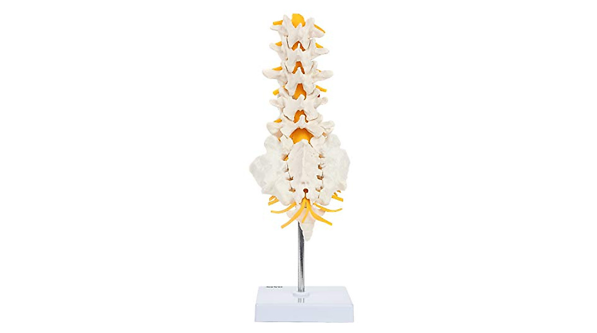 Lumbar Spine Anatomy Model with Nerves & Herniated Disc | Axis Scientific