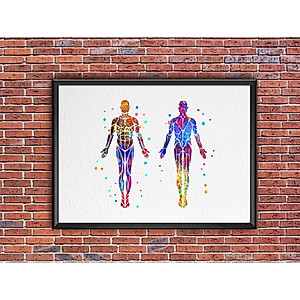Dignovel Studios 8X10 Unframed Muscular System Human Body Anatomy Watercolor Art Print Poster Housewarming Wall Giclee Office Home Decor DN532