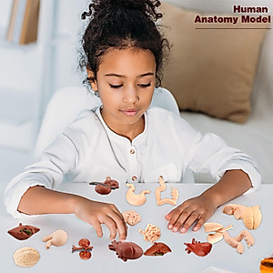 SGBETTER 16 Pack Human Organ Model Human Anatomy Toy Halloween Fake Simulation Human Body Parts for Kids Physiology Study Tools Halloween Decor, 8 Styles
