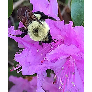 Rose Pink and Green Mason Bee House for The Garden Bundle - Lifetime Replacement Guarantee