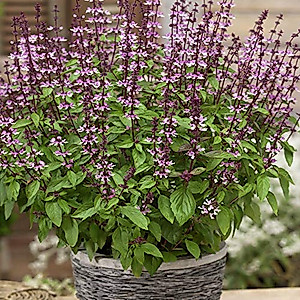 Outsidepride Basil Cinnamon Ocimum Basilicum Culinary Herb Garden Plant - 5000 Seeds