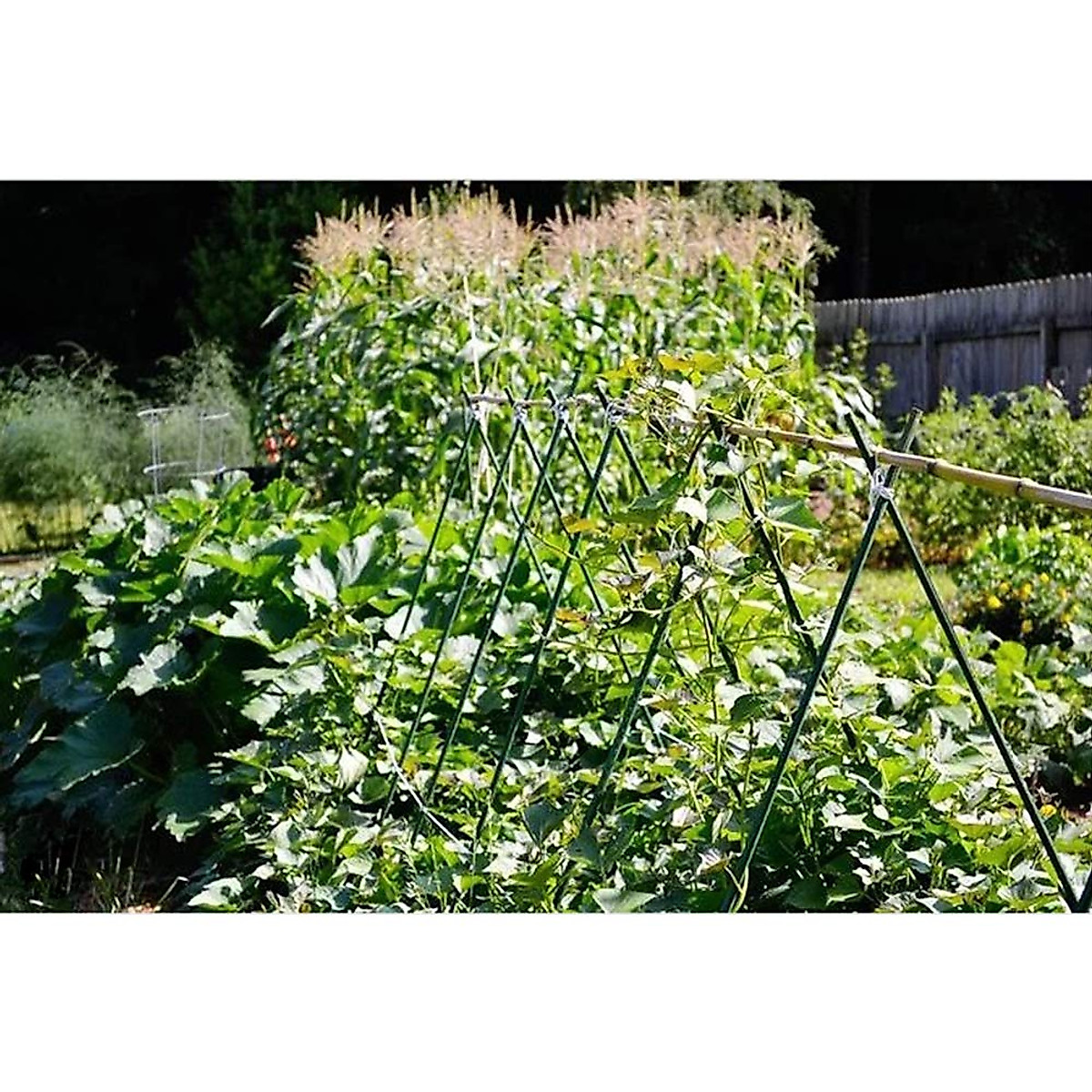 G-LEAF Sturdy Metal Garden Stakes 4 Ft Plastic Coated Steel Tube Plant Sticks for Tomato,Cucumber,Strawberry, Bean,Tree,Pack of 50