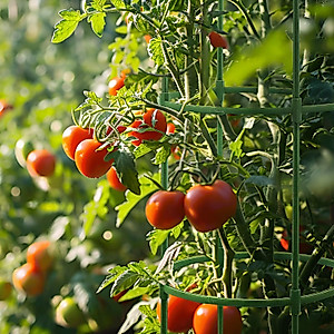 Growsun Tomato Cage for Garden Upto 55 inch Flexible Plant Stake Planter Climbing Trellis Supports, Twist Ties Include, 3 Pack