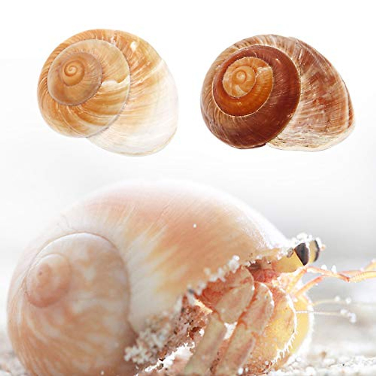 4 Pack Large Hermit Crab Shells, Muffin Snail Shells | Turbo Shells | Giant Land Snail Shells | Hermit Crab House for Fish Tank Aquarium Decoration Beach Home Decor Wedding Centerpieces, 2.75"-3"