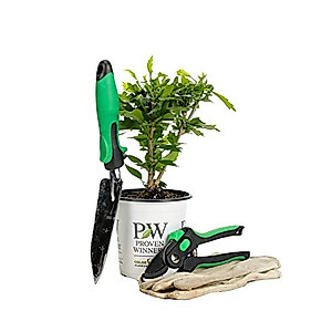 Proven Winners HIBPRC2417800 White Pillar Live Shrub 4.5" Quart