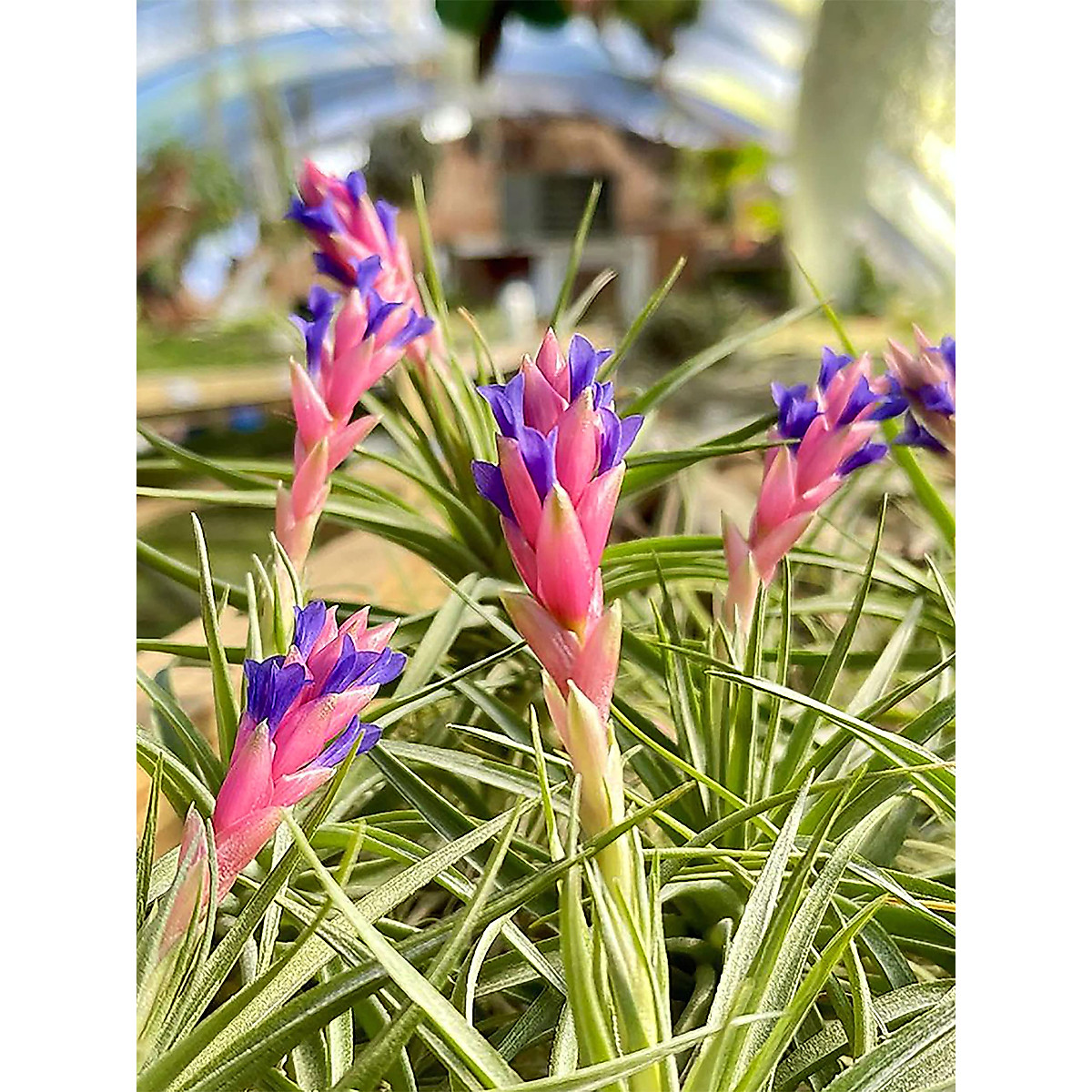 Air Plants - 1 Aeranthos - 3 to 5 Inch Air Plant - Color & Form Varies by Season - 30 Day Guarantee on Tillandsia from The Drunken Gnome (1, One Size 3-5")