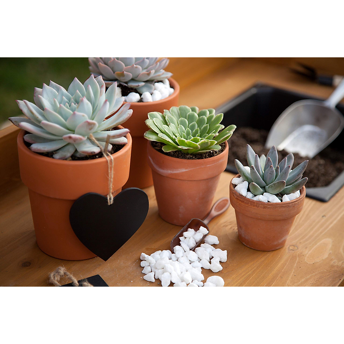 Horticultural Grade Pumice (2.5 Dry QUARTS) - Bonsai, Cactus, Succulent Soil Additive - Eliminate Root Rot - Ready to Use, by The Succulent Cult