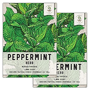 Seed Needs, Peppermint Seeds - 1,000 Heirloom Seeds for Planting Mentha piperita - Non-GMO, & Untreated - Great for Pots & Containers (2 Packs)