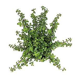 Trailing Elephant Bush Succulents, Hanging Plants Live Succulents Plants Live Houseplants, Hanging Planter Basket, Mini Succulents Live Plants Indoor Plants in Plant Basket by Plants for Pets