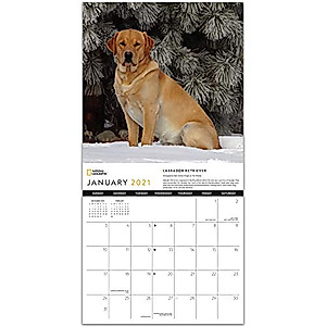 National Geographic Labrador Retrievers 2021 Wall Calendar