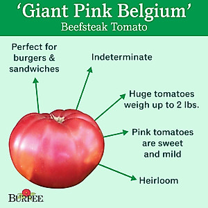 Burpee 'Giant Pink Belgium' Heirloom | Large Pink Beefsteak Slicing Tomato | 30 Seeds