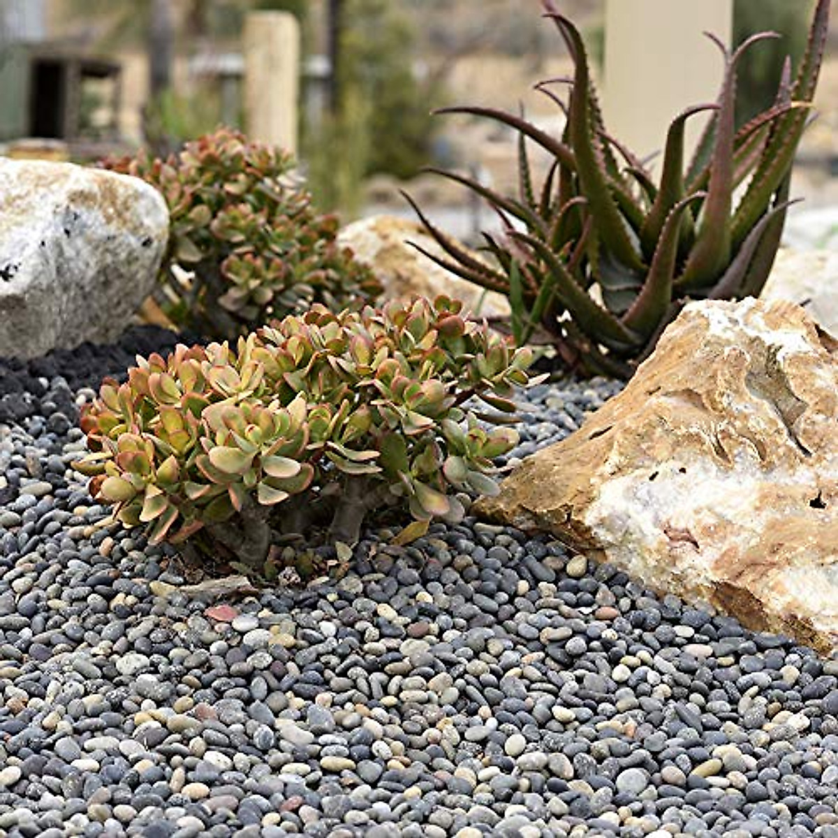 Mexican Beach Pebbles | 20 Pounds of Smooth Unpolished Stones | Hand-Picked, Premium Pebbles for Garden and Landscape Design | Mixed, 3 Inch - 5 Inch