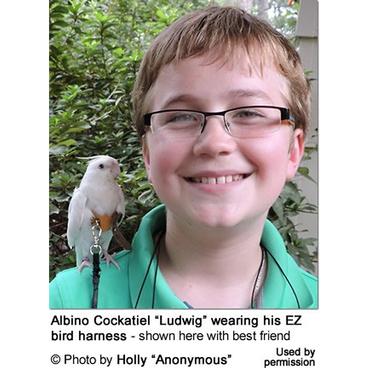 Avianweb EZ Bird Harness with 6 Ft Leash (Cockatiels)