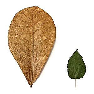 Snout and Shell 10 Indian Almond Leaves 19-25cm (7''-10'') Botanical Leaves for Aquarium Fish, Shrimp & Terrarium Pets - Mineral Source, Decor & Healthy Environment, Brown