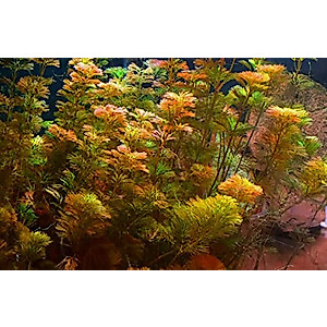 Red Cabomba Aquarium Plants Live for Growing Indoor, 5 Stems, 4 Inches to 6 Inches Tall, Planting Ornaments Perennial Garden Simple to Grow Pots Gifts