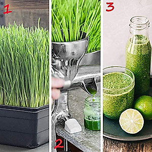 10" x 10" Garden Growing Trays with Drain Holes - 10-pack Recyclable Plastic Plant Trays for Wheatgrass Sprouting Tray, Microgreens Growing Trays, Hydroponic Trays, Nursery Flats, Greenhouse Supplies