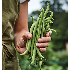 Burpee Blue Lake 47 Bush Bean Seeds 2 ounces of seed