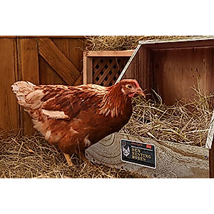 Single Compartment Hens Nesting Box, Chicken Coop Accessories, Wood Nesting Boxes for Up to 5 Hens, Big Duty Laying Nest Box for Duck and Poultry(1 pack)