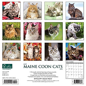 Just Maine Coon Cats 2021 Wall Calendar