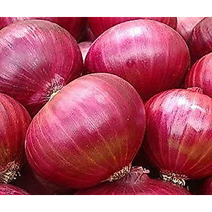 David's Garden Seeds Onion Short Day Red Creole 1213 (Red) 200 Non-GMO, Heirloom Seeds