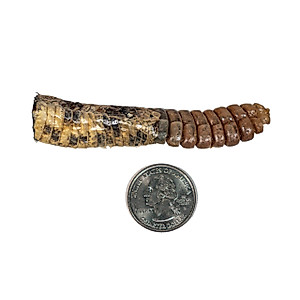 Real Rattlesnake Rattle and Tail (AZ-598-P505)