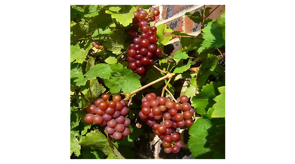 Grow Giant Red Globe Grape Seeds | Sweet, Large & Non-GMO