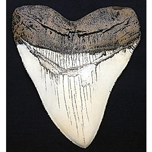 5.5 Inch Megalodon (Carcharodon megalodon) tooth, Ivory Color with Serrations(Replica)
