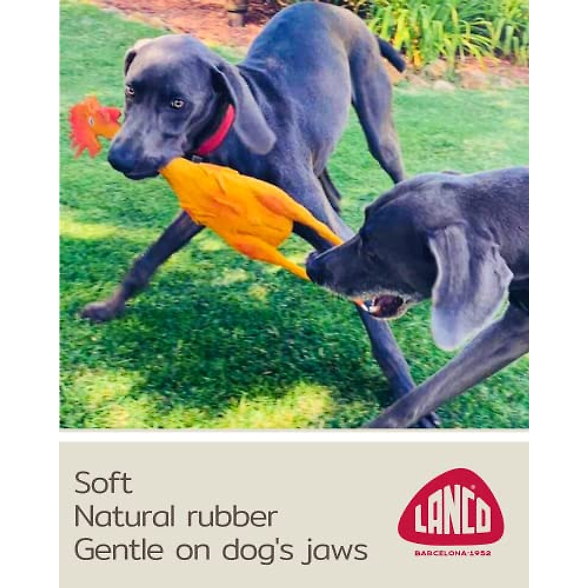 Rubber Chicken Dog Toys - Natural Rubber (Latex) - Lead-Free Chemical-Free - Handpainted - Soft Unstuffed Squeaky (X Large)