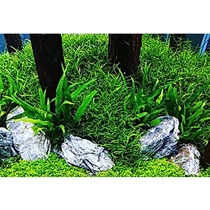 Greenpro Microsorum Pteropus Java Fern Tall Full Potted Live Aquarium Plants Decorations Freshwater Fish Tank