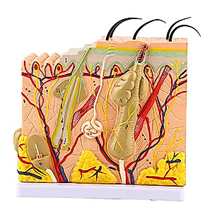 Skin Anatomy Model, 50X Three Dimensional Human Skin Magnified Model Anatomy Biology Teaching Aid Laboratory Supplies
