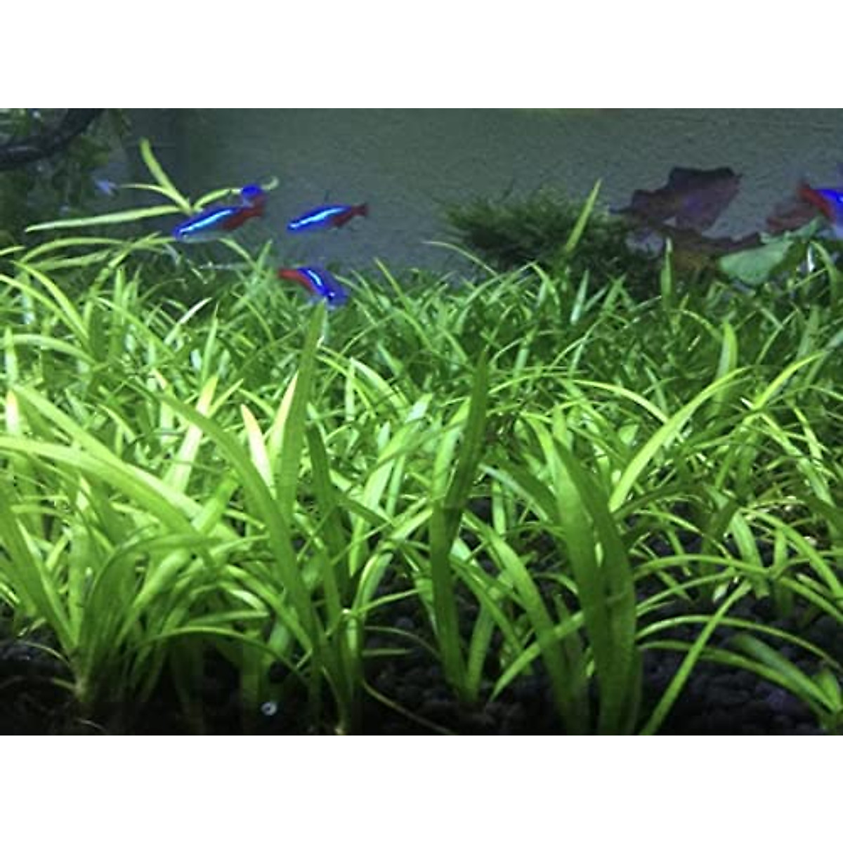 15x Dwarf Sagittaria Subulata Dwarf Sag Live Aquarium Plants Aquatic Carpet Plant Buy 2 GET 1FREE