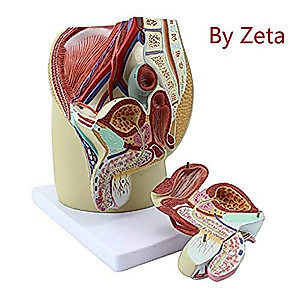 Zeta Male Pelvis Male Genital System Anatomical Model Human Anatomy Model Median Sagittal Section Model
