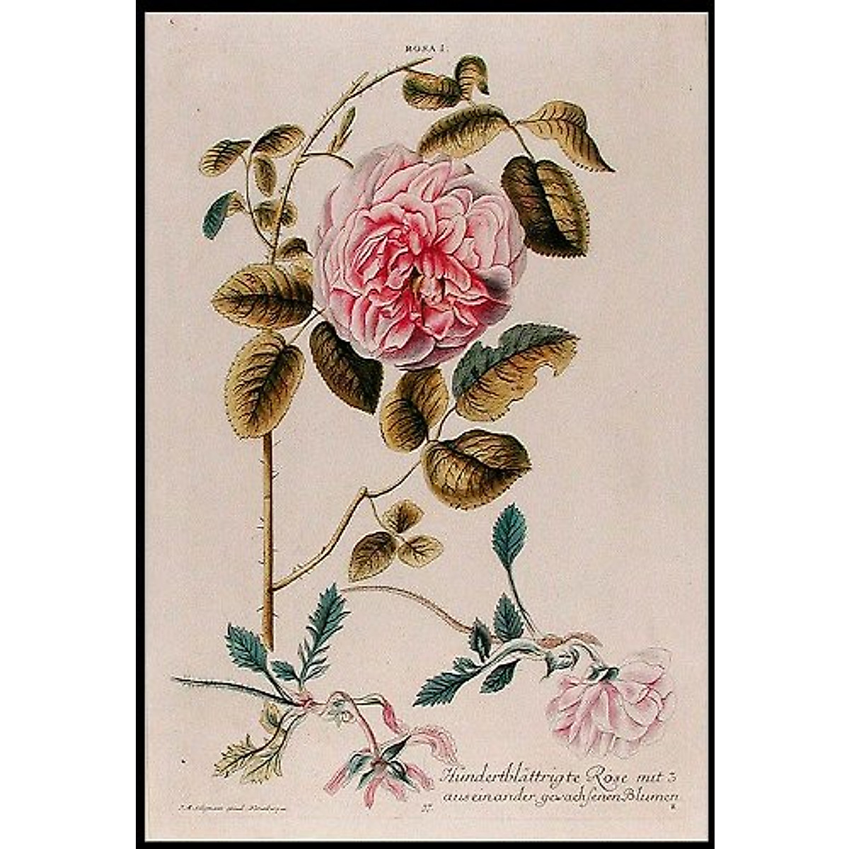 Rosa I, HundertblΣttrigte Rose mit 3 auseinander gewachsenen Blumen