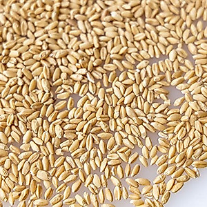 Grain, Wheat - Hard White - 1 Lb ~8,000 Seeds - Triticum aestivum - Non-GMO, Open Pollinated - Farm & Garden Grain - Emergency Storage, Cover Crop