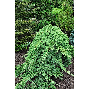 Dwarf Japanese Garden Juniper | 1 Live 4 Inch Pot | Juniperus Procumbens Nana | Drought Tolerant Evergreen Groundcover | Great Plants for Bonsai