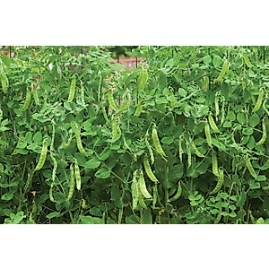 Burpee Snowbird Pea Seeds 300 seeds
