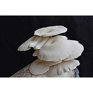 MushroomMediaOnline Fast Fruiting aka Masters Mix (50% Oak/50% Soy Hull Pellets) 40 Pounds