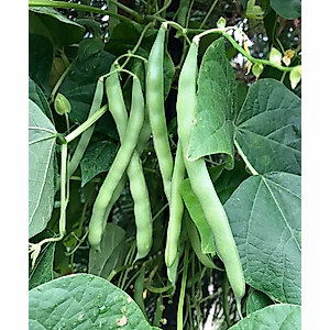 50+ Blue Lake Pole Bean Seeds for Planting Heirloom Non GMO 14 Grams of Seeds Garden Vegetable Bulk Survival
