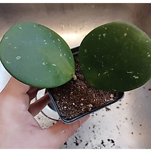 Hoya Obovata Splash Live Plant Houseplants - 3'' Pot Ornaments Perennials Garden Growing Planting Can Grow Well Pots Gift