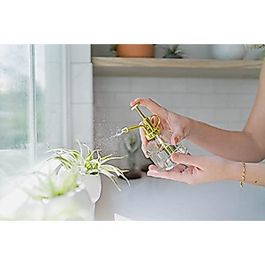 Grab Bag Pack Small & Medium Air Plants - Fertilizer Packet - Wholesale - Bulk - Live Tillandsia - Easy Care House Plant - Succulents, 10 Count (Pack of 1)