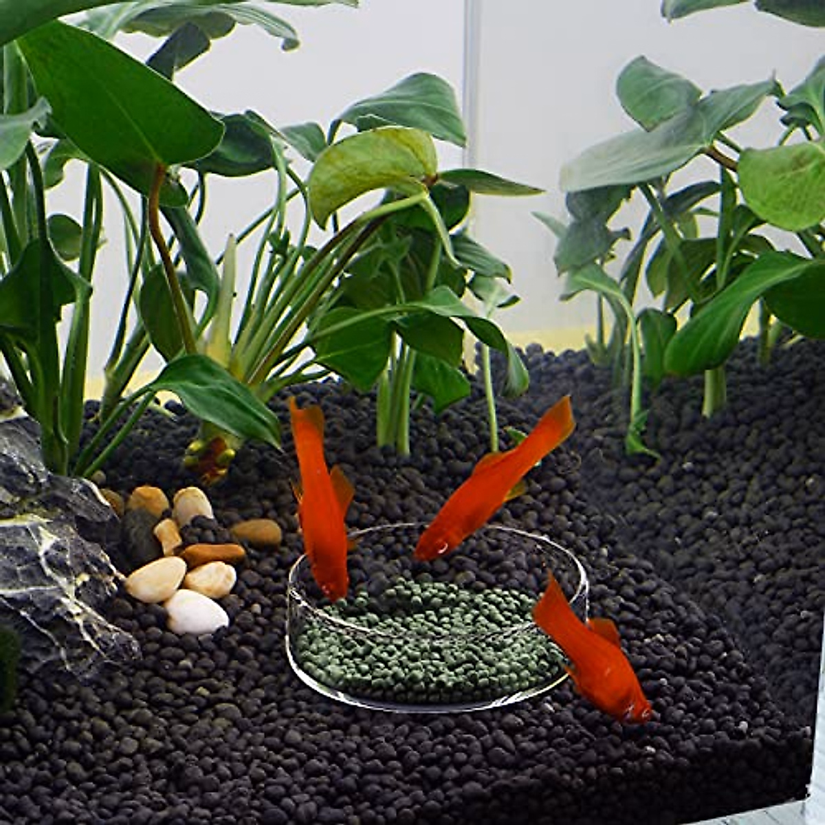 WEAVERBIRD 60mm Aquarium Shrimp Feeder Dish Glass Fish Tank Feeding Bowls Round Clear Dishes Tray