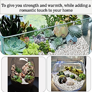 AHSNYLC White Succulent Pebbles - 880G Small White Pebbles Garden Pebbles White Pebbles for Vases,Snow White Pebbles,White Stone White,Aquarium Rocks for Plants,Garden,Fish Tank,Vases, Succulents