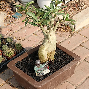 2.7lb Black Horticultural Lava Rock Bonsai Drainage Gravel Decorative Stones for Indoor Potted Plants Succulent Cactus Gritty Planting Medium Volcanic Pebbles for Terrarium, Gardening, Top Dressing